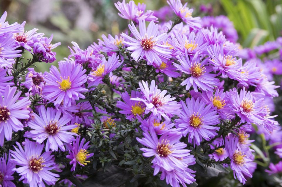 18 Plants Native To Pennsylvania For Your Garden