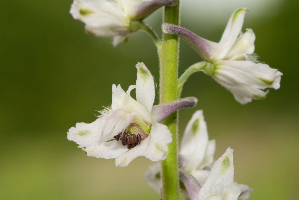 11 Kansas Native Plants That Can Transform Your Garden