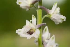 11 Kansas Native Plants That Can Transform Your Garden