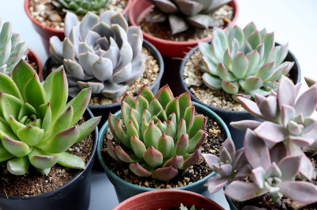 15 Flowering Succulents Every Garden Needs