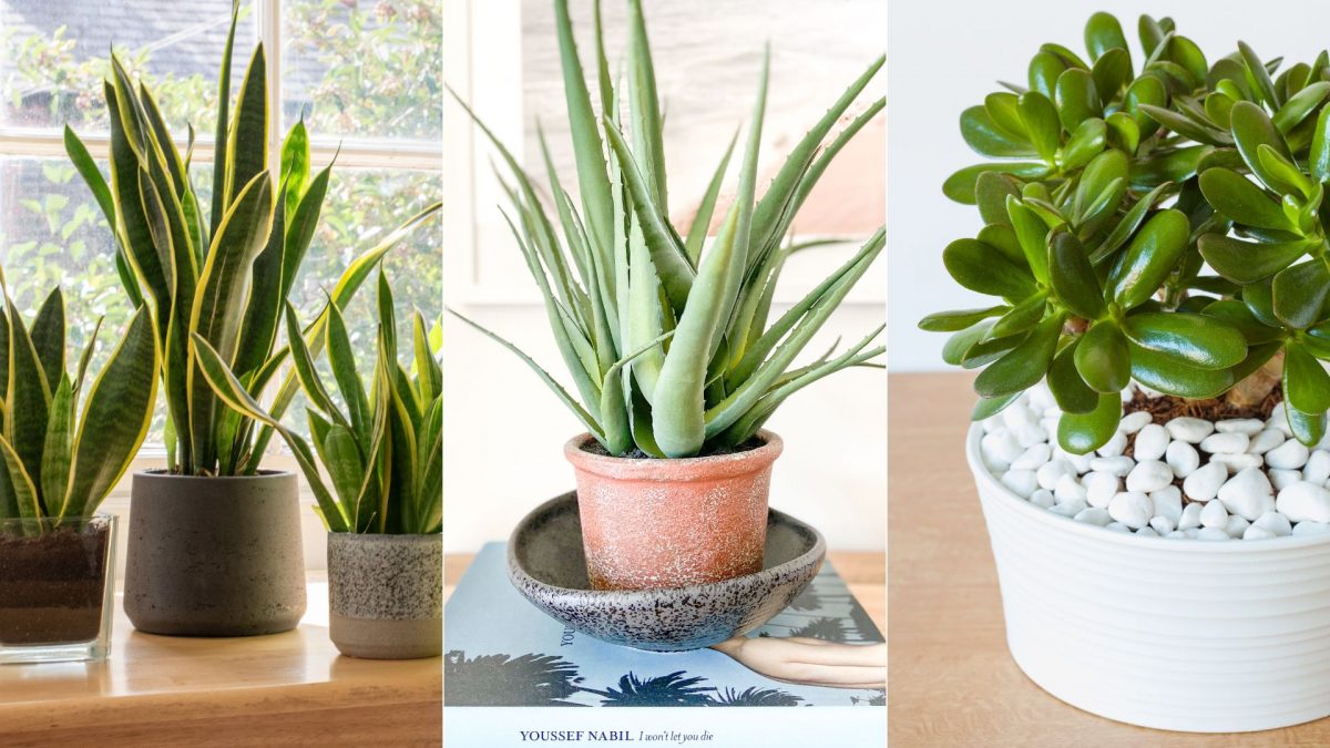 Succulents That Produce Oxygen While You Sleep