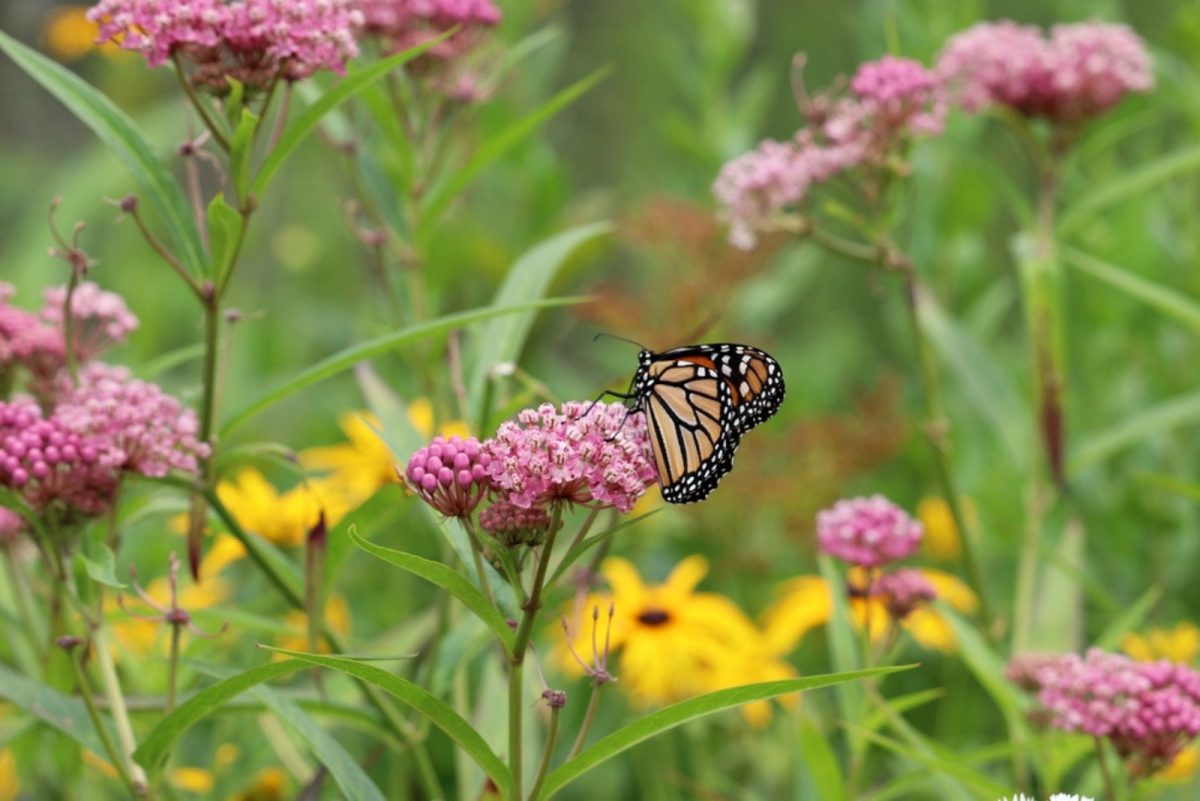 11 Kansas Native Plants That Can Transform Your Garden
