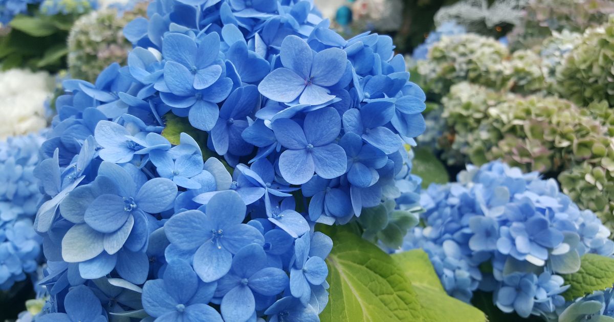 The New Pop Star Hydrangea Is Exactly What Your Garden Needs