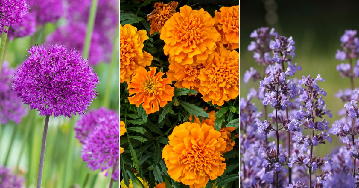 These 10 Pest-Repellent Plants Will Keep Bugs Away From Your Yard