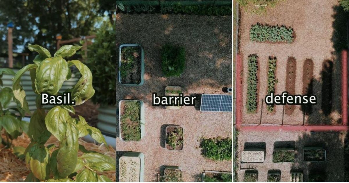 This Ultimate Pest Control Hack Will Protect Your Garden Without Pesticides