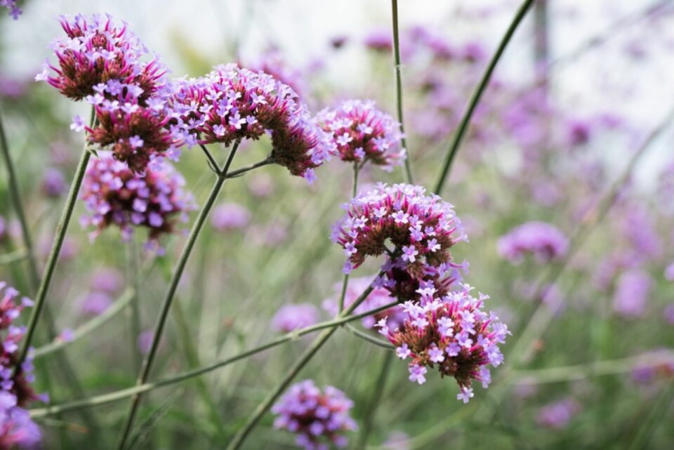These Are The 30 Most Stunning Perennials For A Colorful Fall Garden