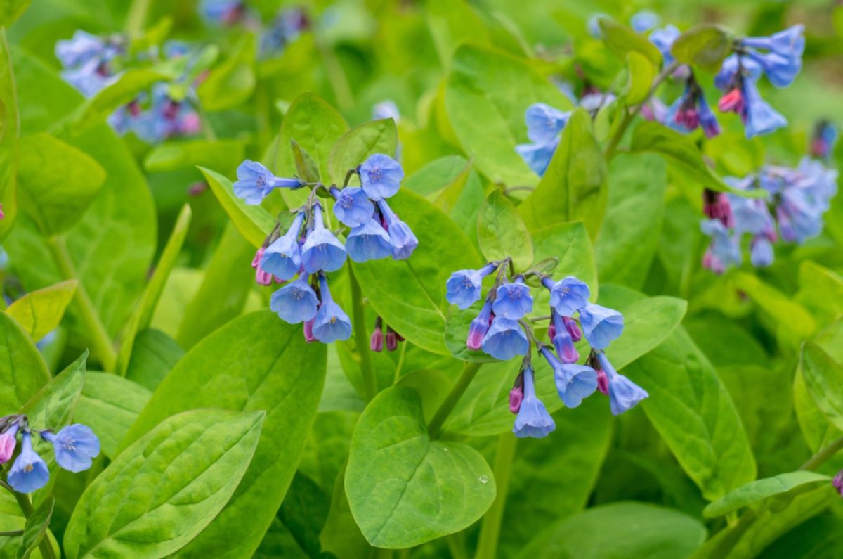 23 Incredible Plants Perfect For Tough Clay Soil (And A Few More You ...