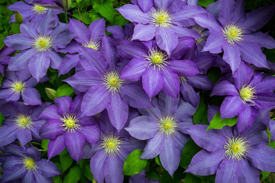 11 Kansas Native Plants That Can Transform Your Garden