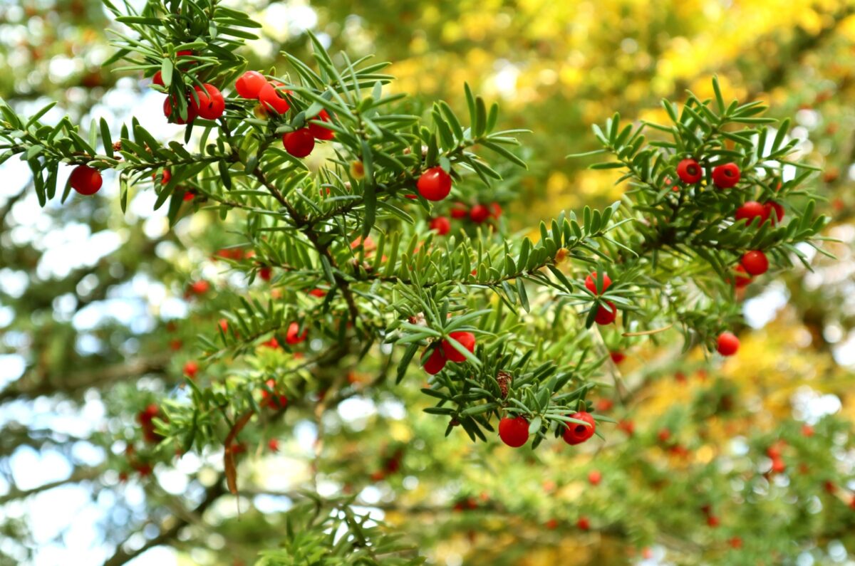 15 Gorgeous Shrubs Ideal For Shaded Gardens