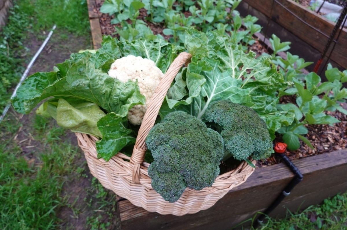 It’s High Time To Start Your Fall Garden