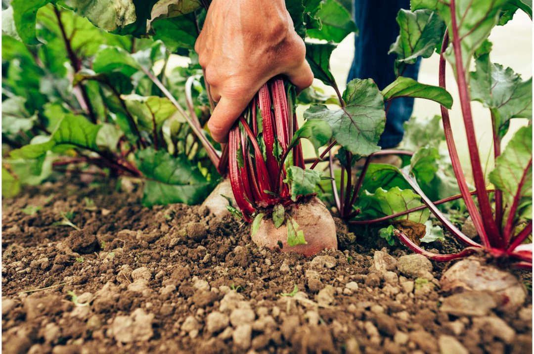 11 Beetroot Growing Mistakes That Can Quickly Ruin Your Harvest (And ...