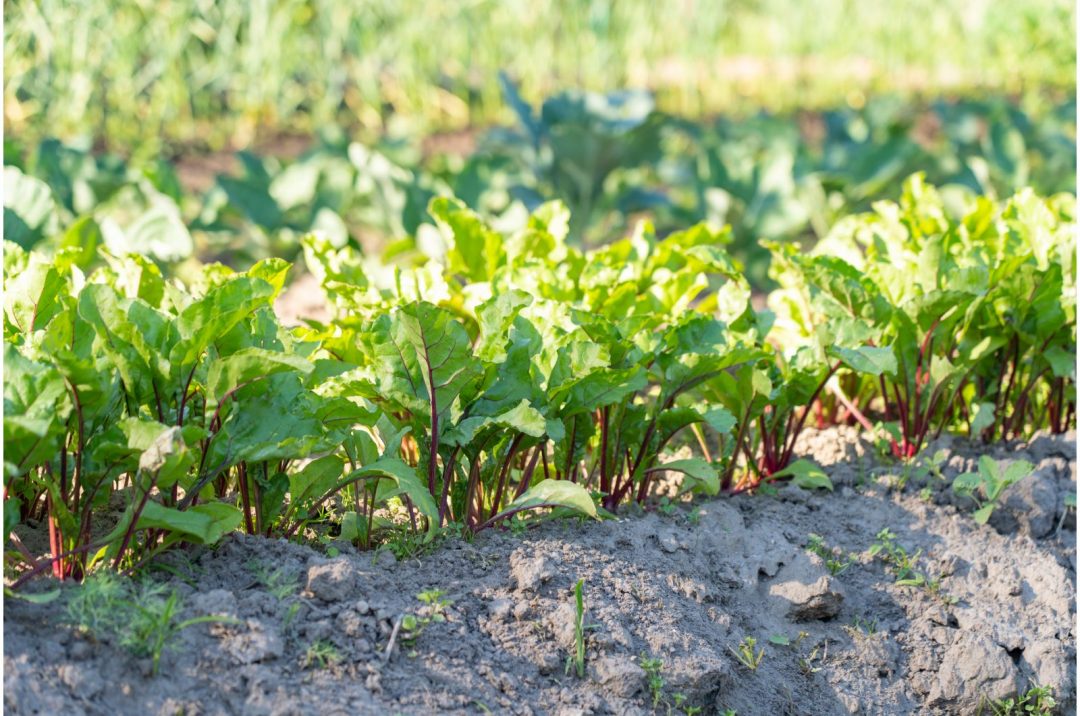 11 Beetroot Growing Mistakes That Can Quickly Ruin Your Harvest (And ...