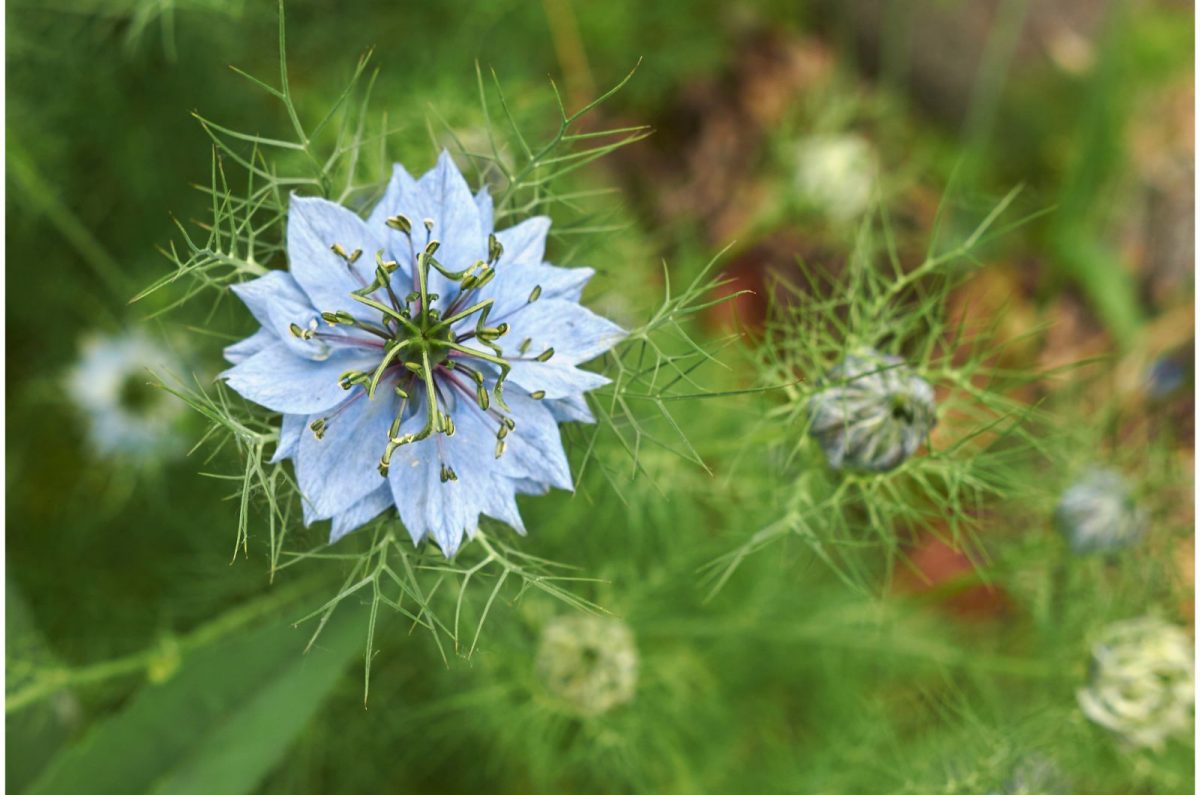 Create a Dream Cottage Garden With These 22 Flowers