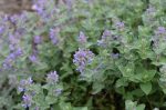 These 10 Pest-Repellent Plants Will Keep Bugs Away From Your Yard