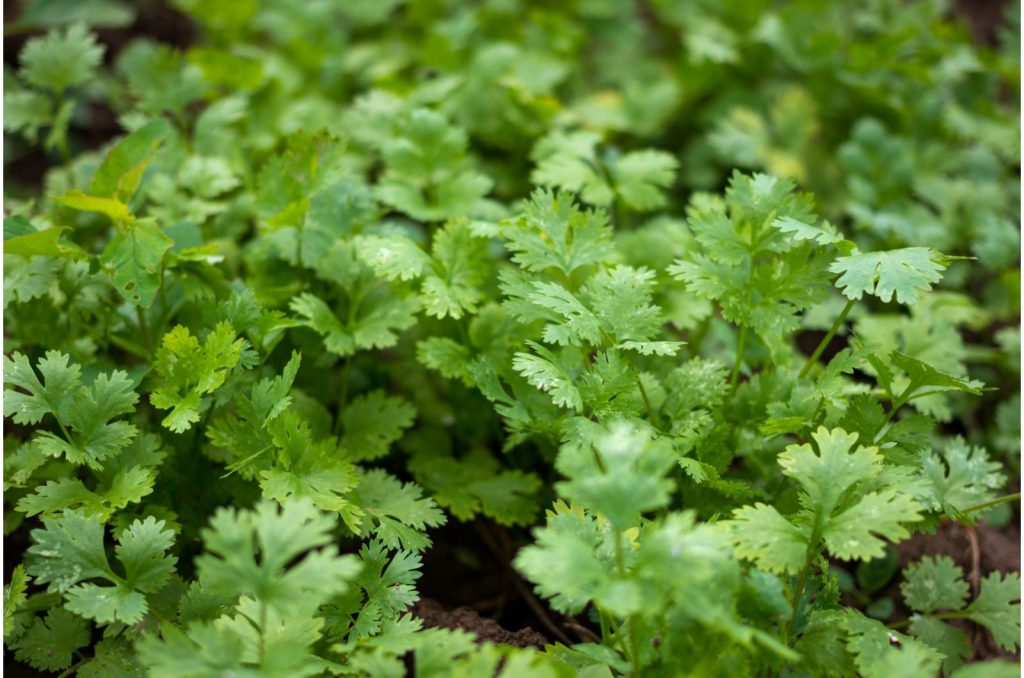 20 Fantastic Plants And Vegetables To Plant In Your Garden In August