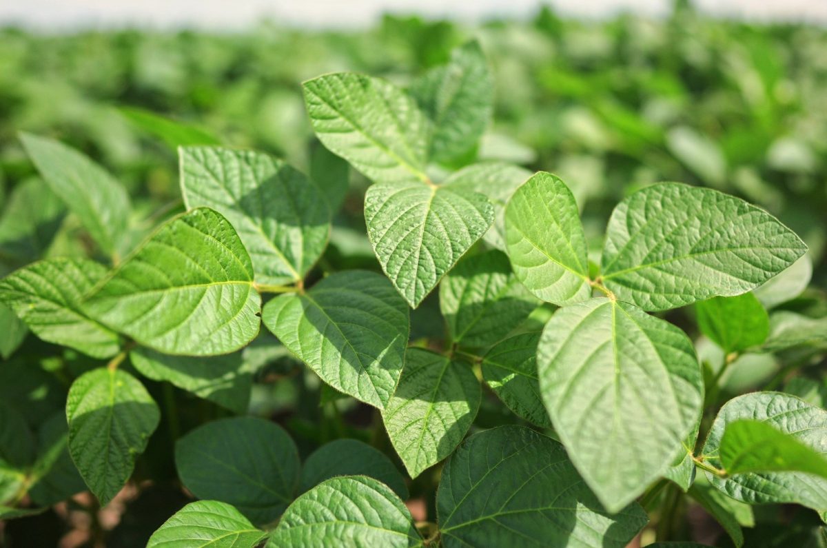 Improve Your Garden Soil With These 5 Simple Methods