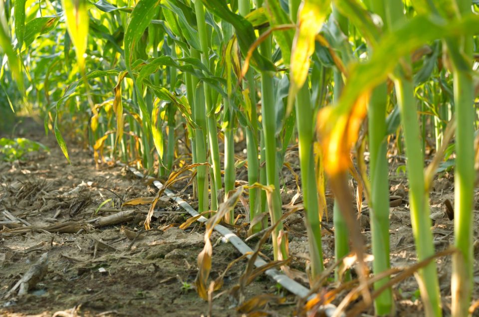 12 Fantastic Companion Plants For Sunflowers