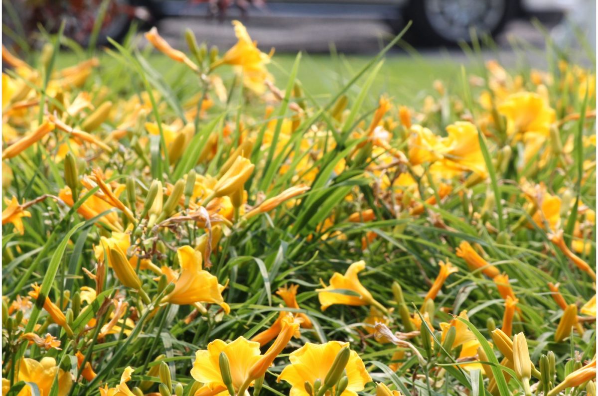 10 Best Heat Tolerant Perennials That Can Survive The Hottest Summers