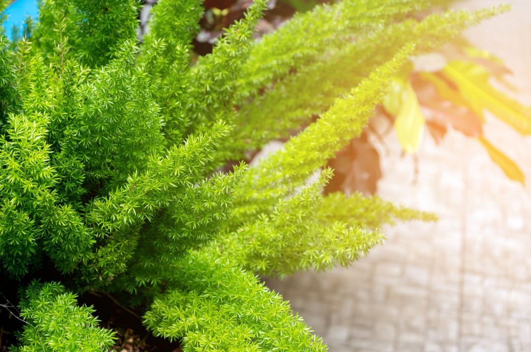 11 Fantastic Plants That Can Withstand Heat And Cold