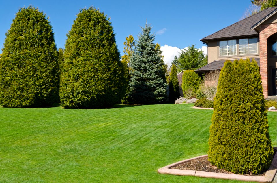 7 Best Types Of Grass You Can Grow In Your Yard