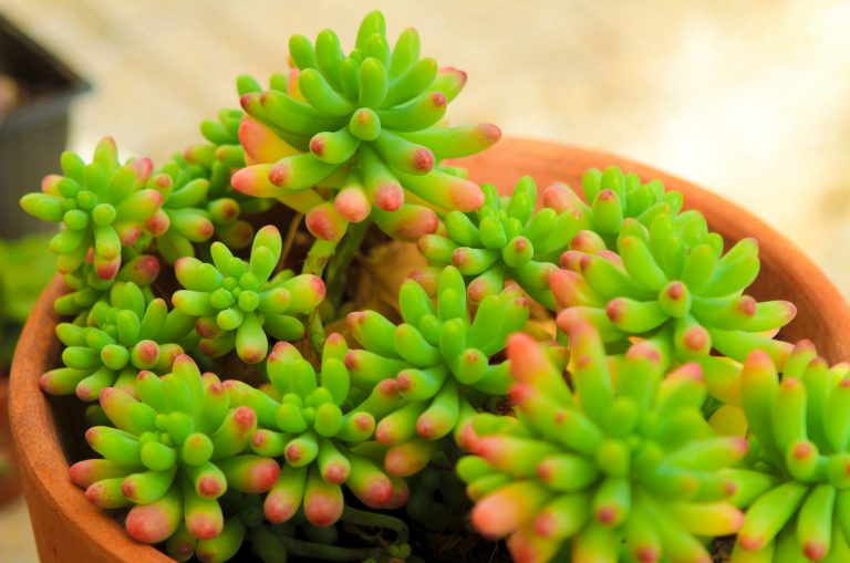 15 Flowering Succulents Every Garden Needs