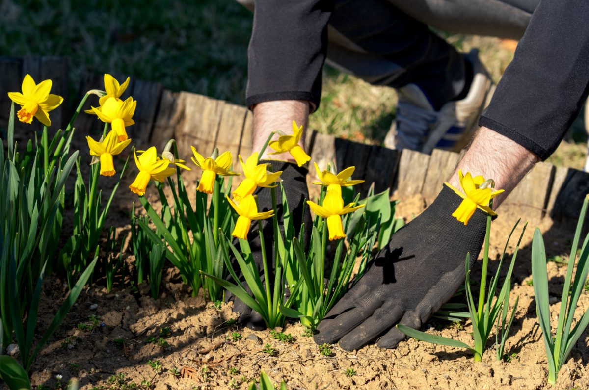 10 Ways To Deter Moles And Keep Them Out Of Your Yard