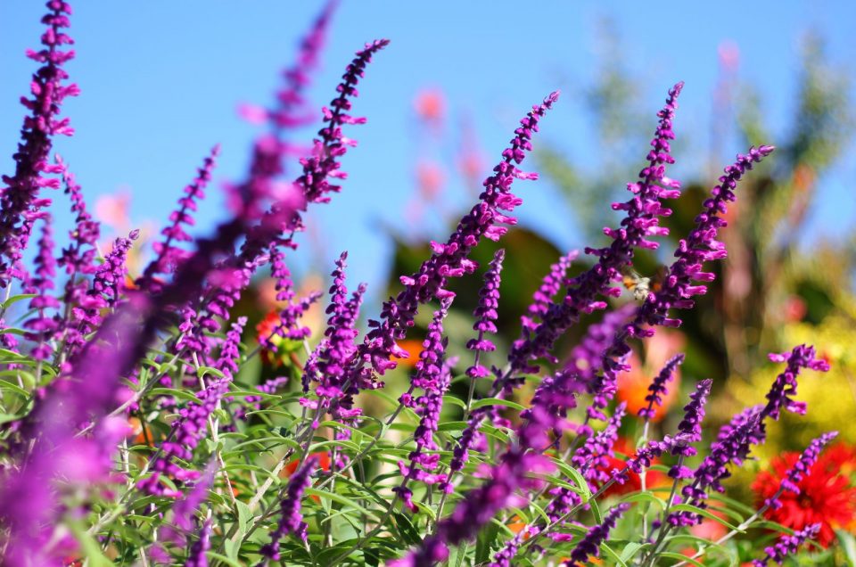 11 Fantastic Plants That Can Withstand Heat And Cold