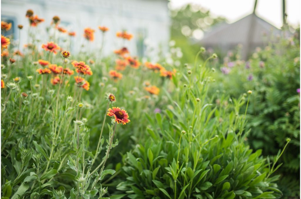 10 Best Heat Tolerant Perennials That Can Survive The Hottest Summers