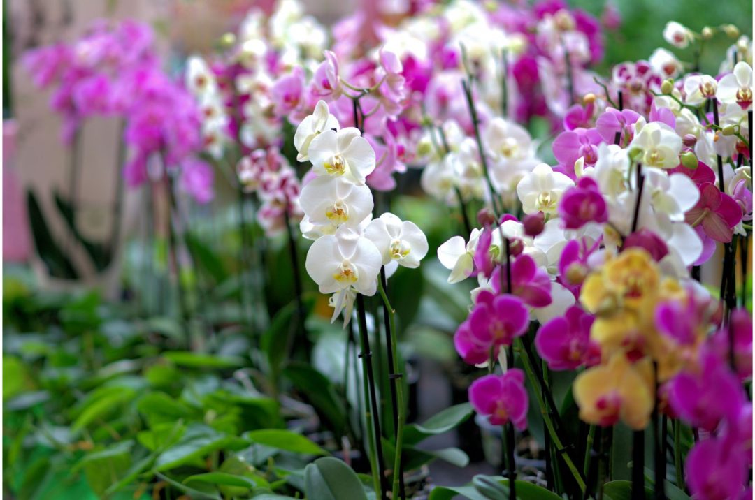 How To Take Care Of Orchids (Beginner Friendly Guide)