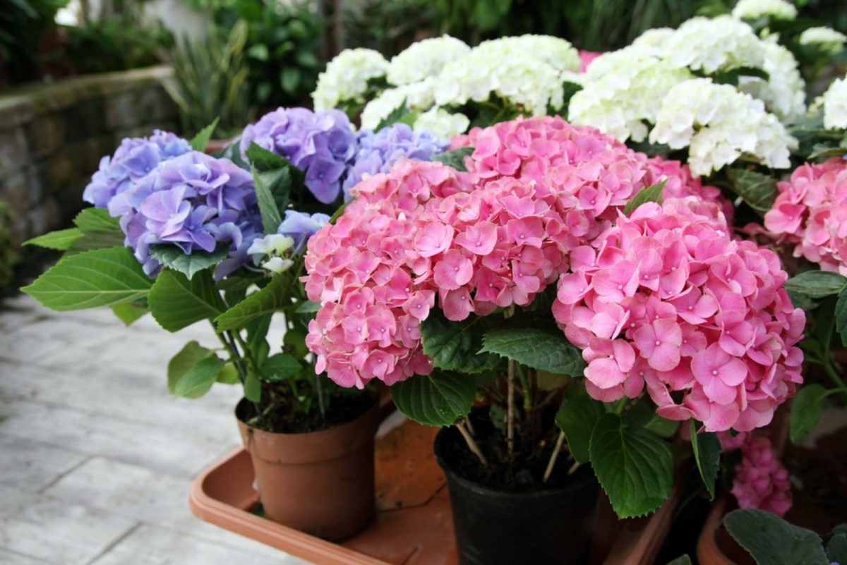 How To Grow Hydrangeas In A Pot