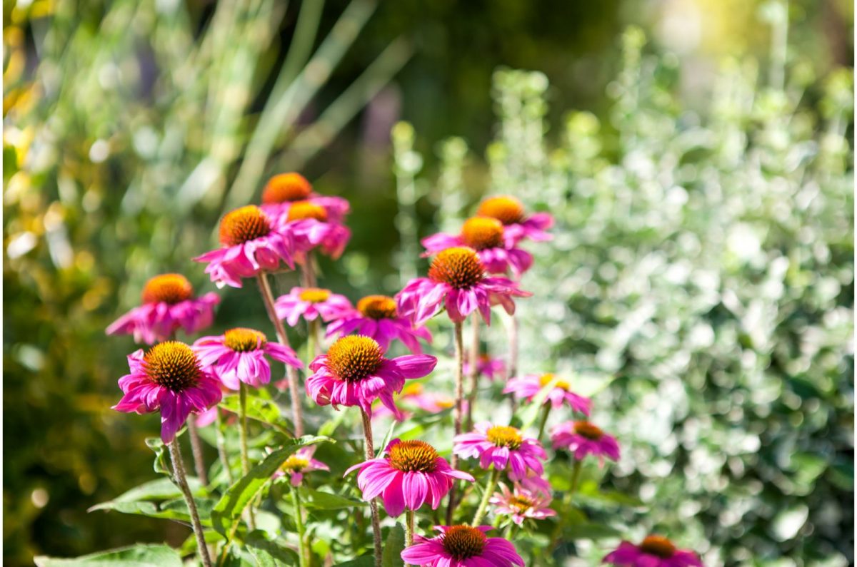 10 Best Heat Tolerant Perennials That Can Survive The Hottest Summers