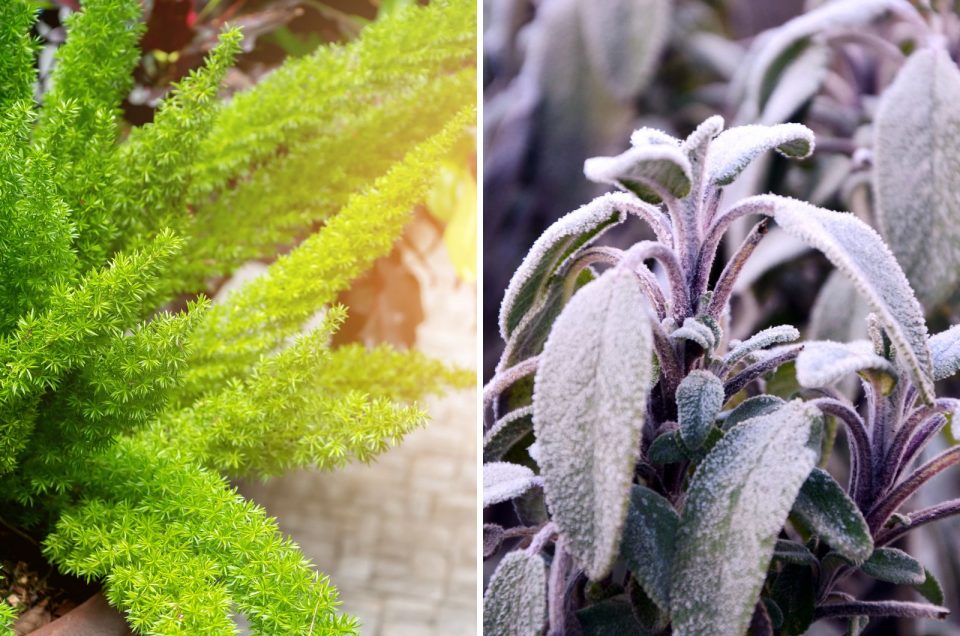 11 Fantastic Plants That Can Withstand Heat And Cold