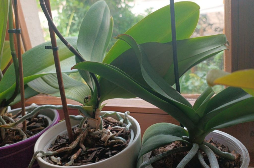 How To Take Care Of Orchids (Beginner Friendly Guide)