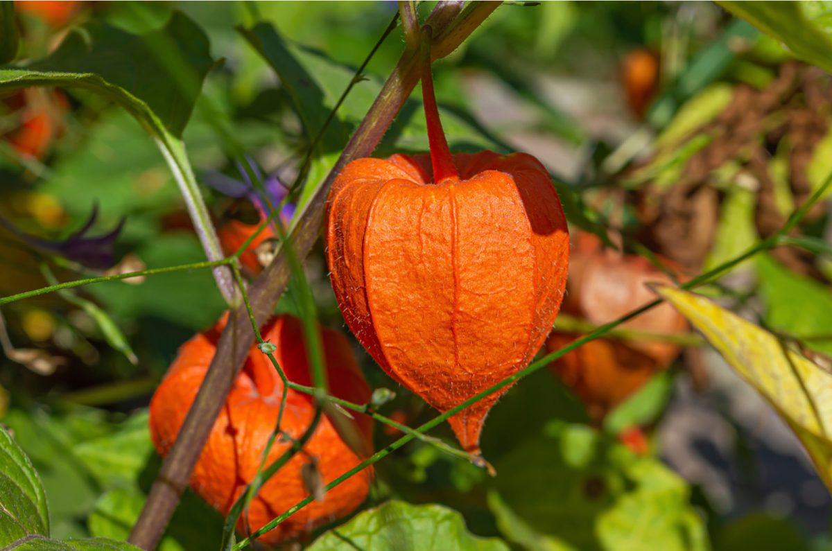 How To Grow Ground Cherries