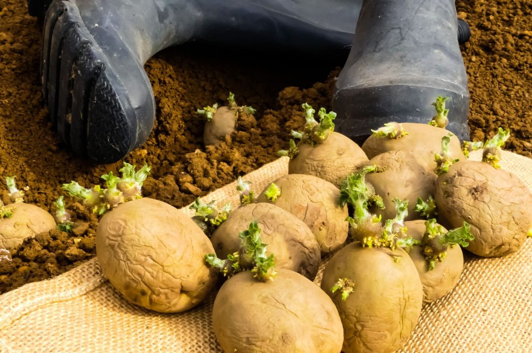11 Potato Growing Tips For A Bountiful Harvest