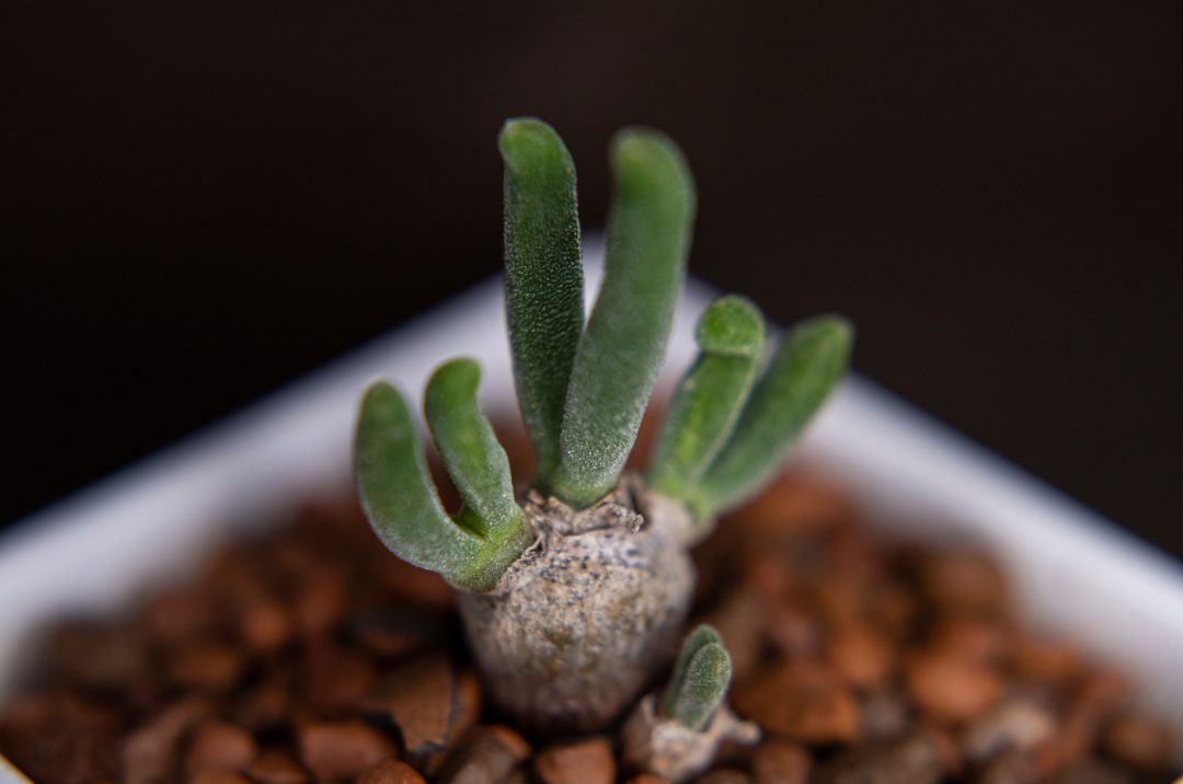 15 Flowering Succulents Every Garden Needs