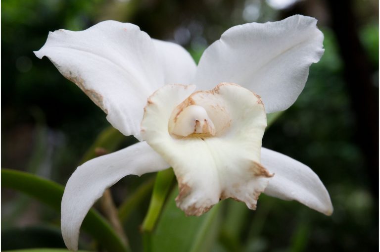 How To Take Care Of Orchids (Beginner Friendly Guide)