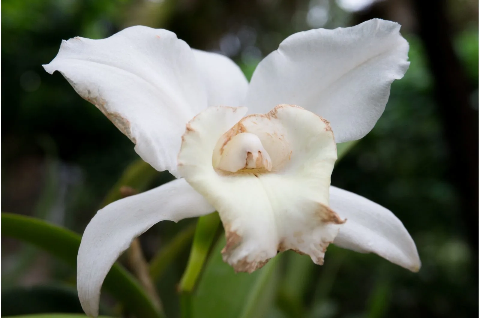 How To Take Care Of Orchids (Beginner Friendly Guide)