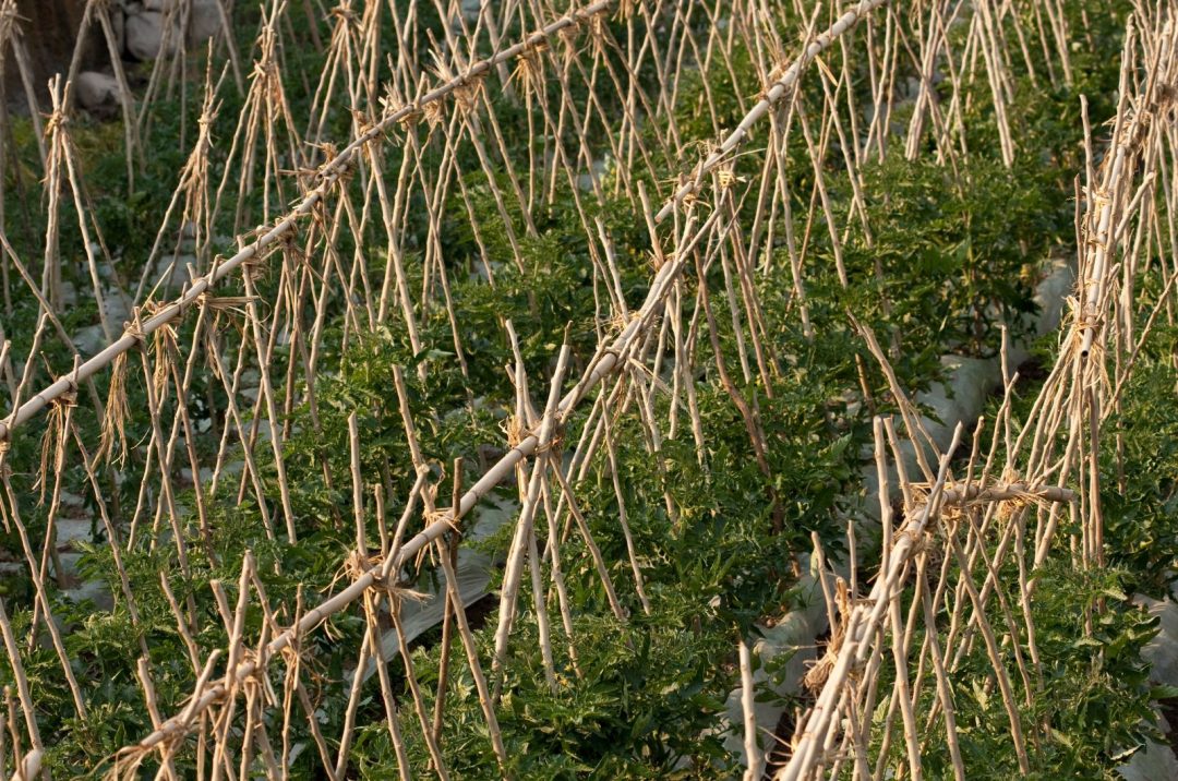 Why, When, And How To Stake Tomato Plants