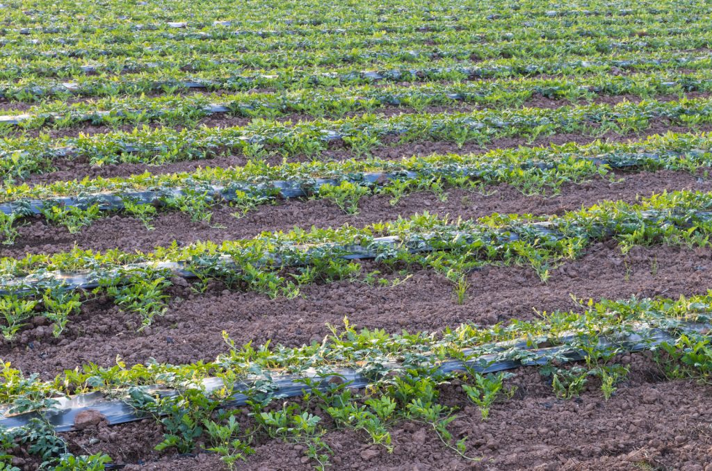 8 Tips To Grow Watermelons + Tricks That Reveal Ripeness