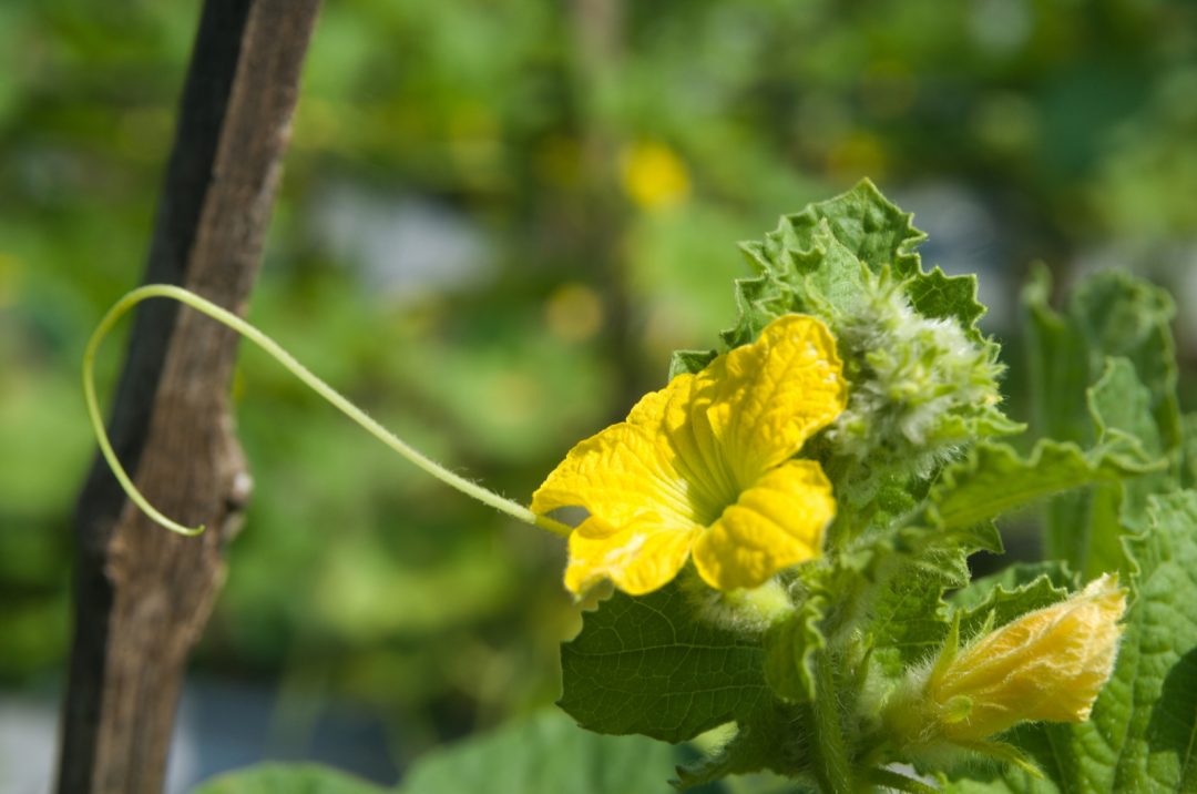 8 Tips To Grow Watermelons + Tricks That Reveal Ripeness