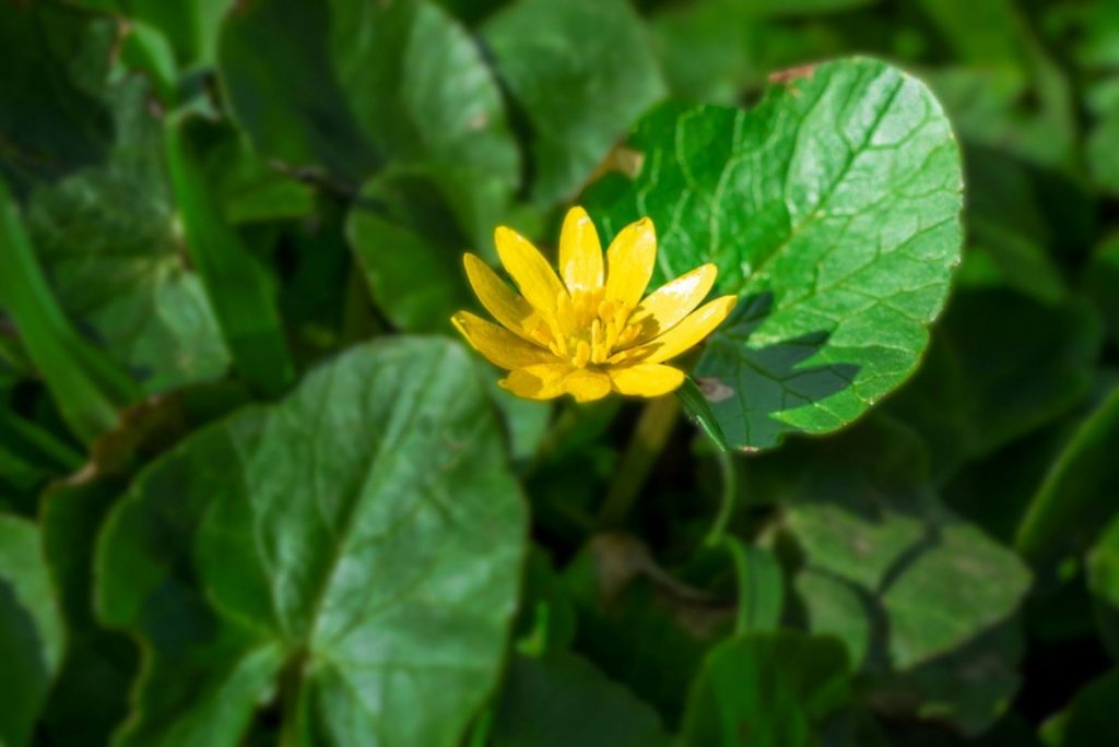 11 Kansas Native Plants That Can Transform Your Garden