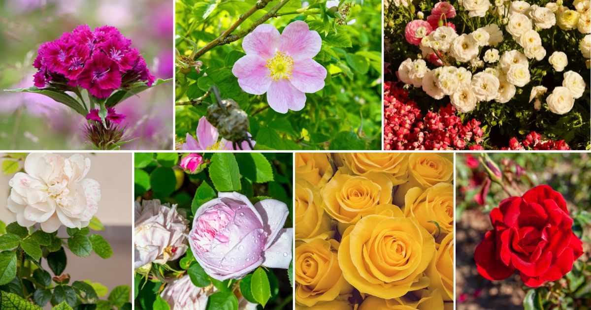 17 Tough Roses That Even Beginners Can’t Kill