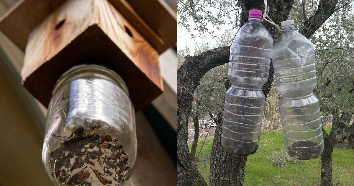 3 DIY Bug Traps To Keep Your Space Pest-free