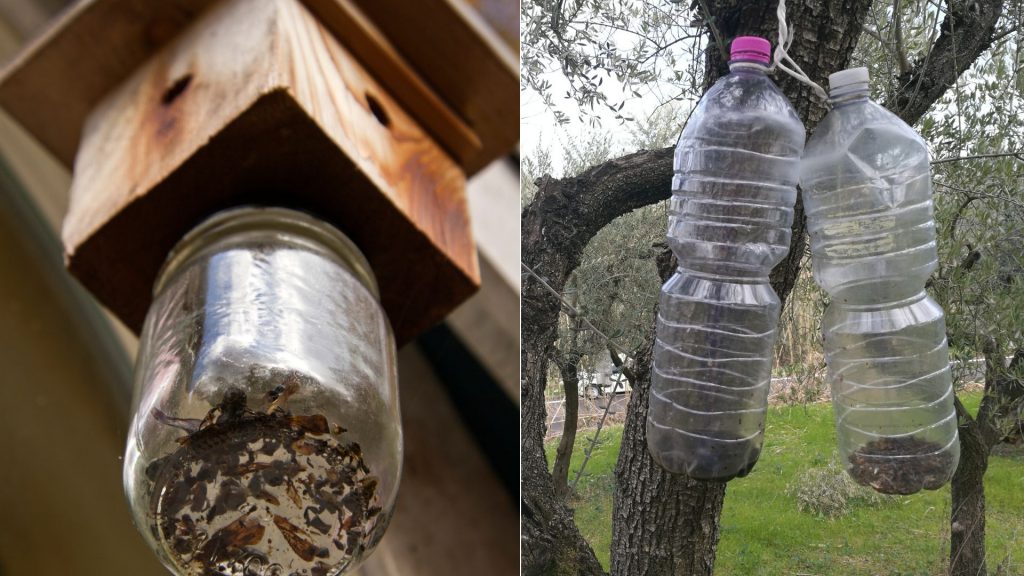 3 DIY Bug Traps To Keep Your Space Pest-free