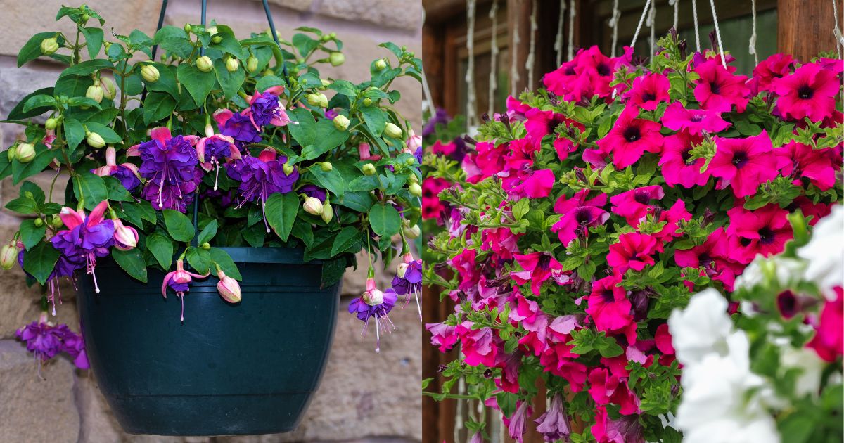 5 Best Plants For Hanging Baskets