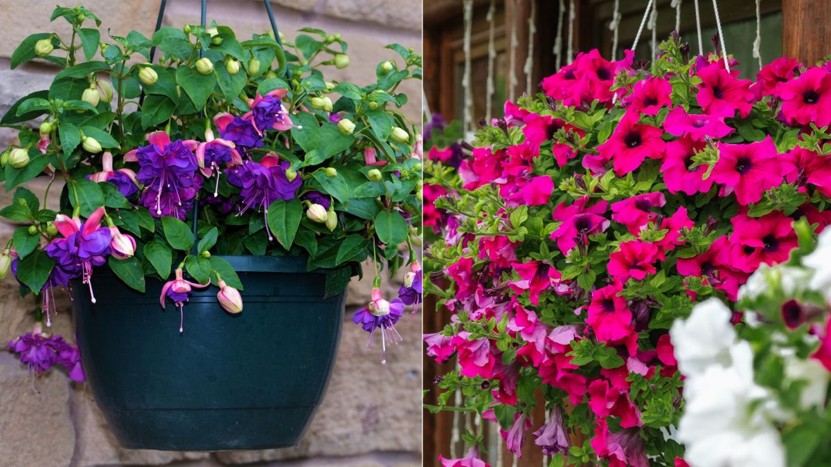 5 Best Plants For Hanging Baskets