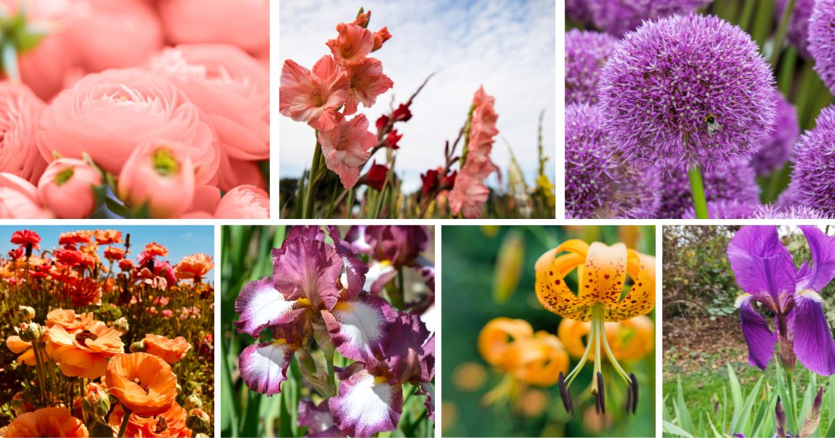 5 Effortless Flowers To Order Now For A Gorgeous Garden Next Year