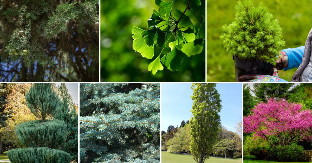 8 Tall Skinny Trees Perfect For Small Outdoor Spaces