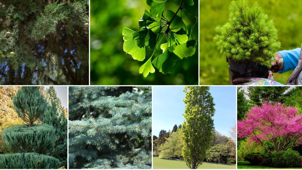 8 Tall Skinny Trees Perfect For Small Outdoor Spaces